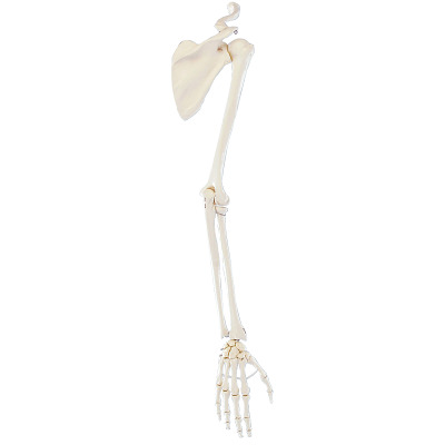 Buy Erler Zimmer Skeleton Model “Arm Skeleton Model with Shoulder ...